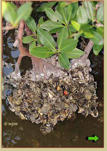 Large mollusc clusters on Mangrove roots exposed during low tides ...