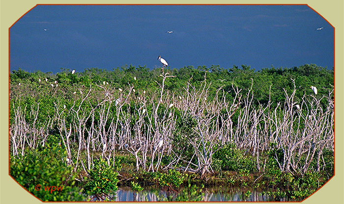 Mangrove plants and trees, 7 - Wood Storks in Mangroves swamps: WolfP.com
