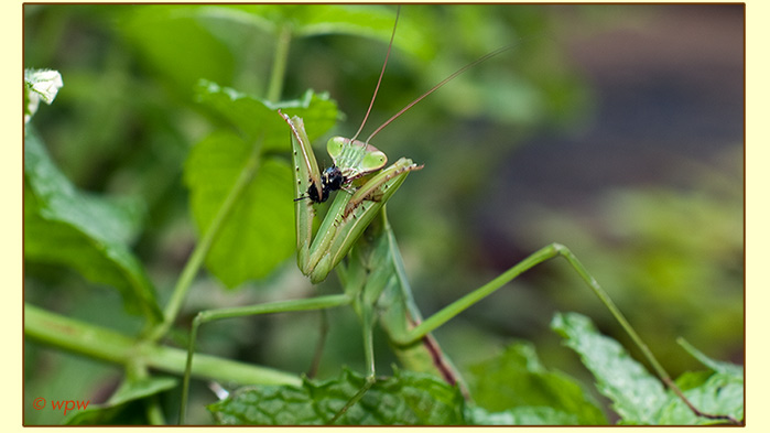 Bee predators, Images of Praying Mantises, ruthless Bee killers: WolfP.com