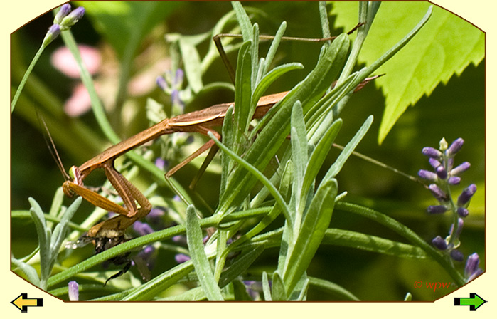 Bee predators, Images of Praying Mantises, ruthless Bee killers: WolfP.com