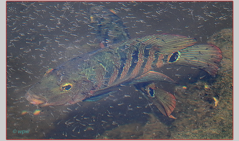 Mayan cichlids, adults + juveniles in Florida gobbling tiny fry: WolfP.com