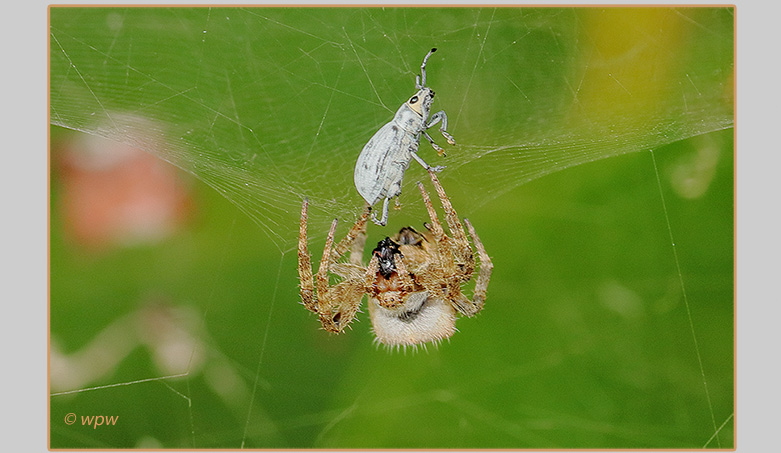 Tent-Web Spider Cyrtophora citricola with Sri Lankan weevil catch ...